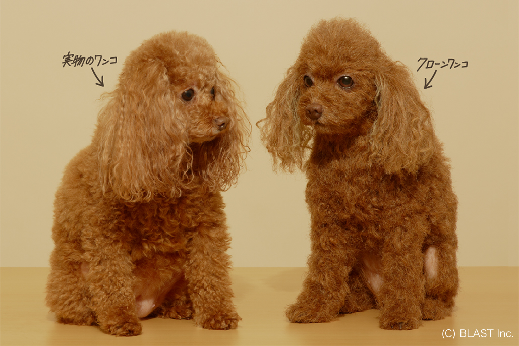 クローンワンコ | JUNYA OKABE