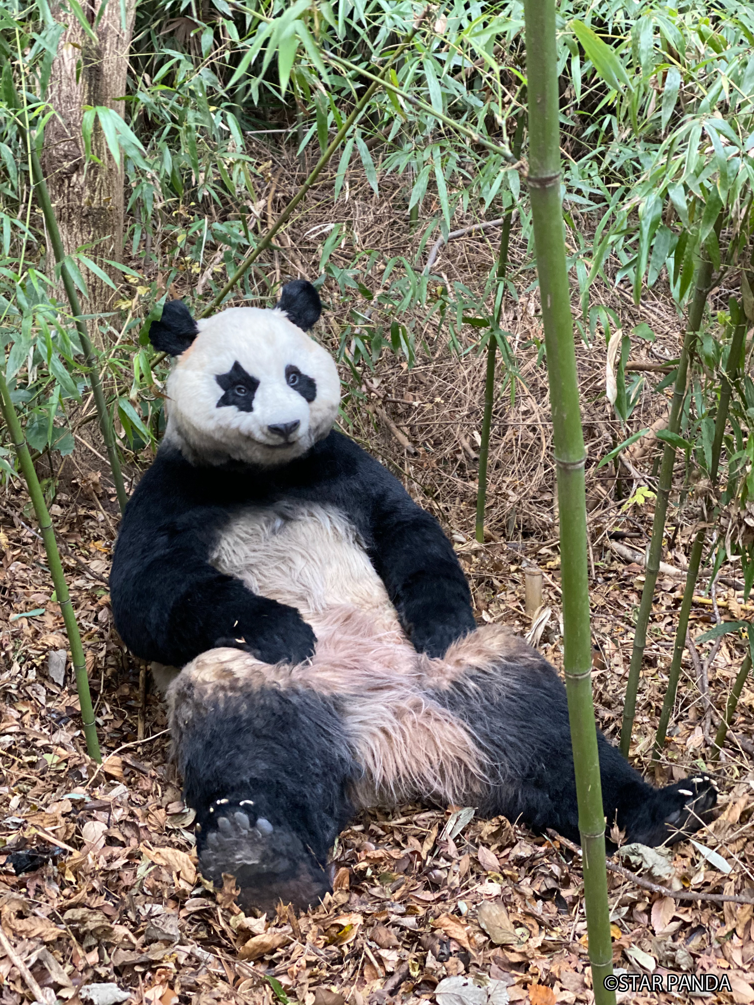 星パンダ 星星 | JUNYA OKABE